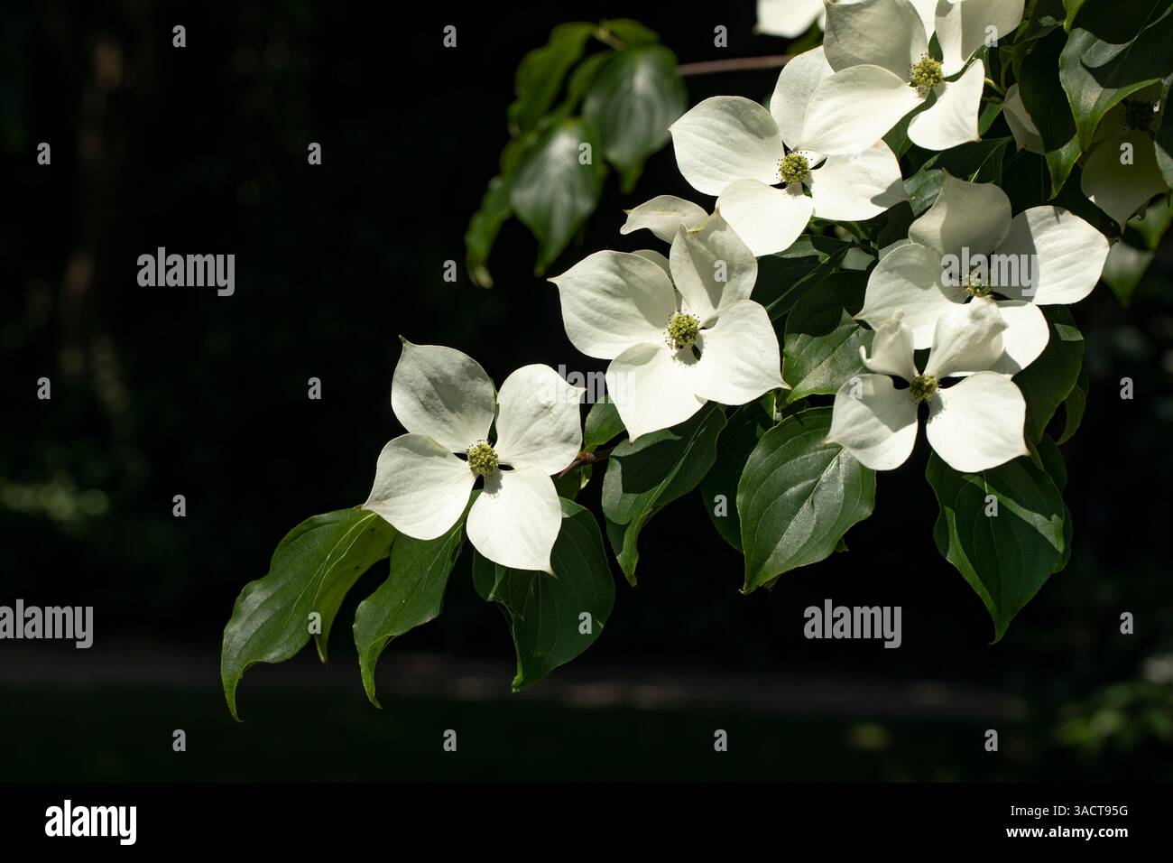 Kousa dogwood cornus kousa hi-res stock photography and images - Alamy