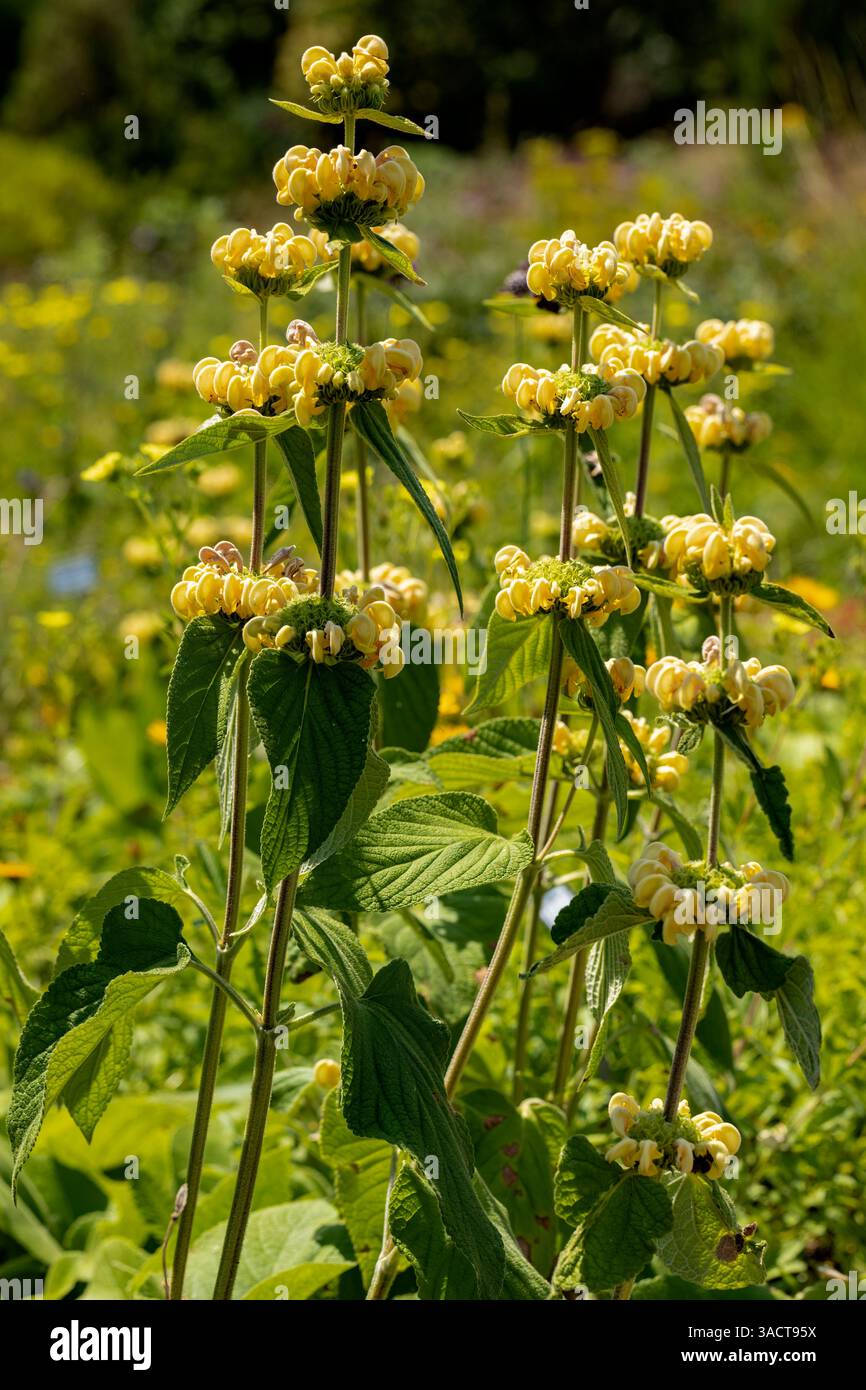 Turkish sage (Phlomis russeliana) in the garden Stock Photo - Alamy