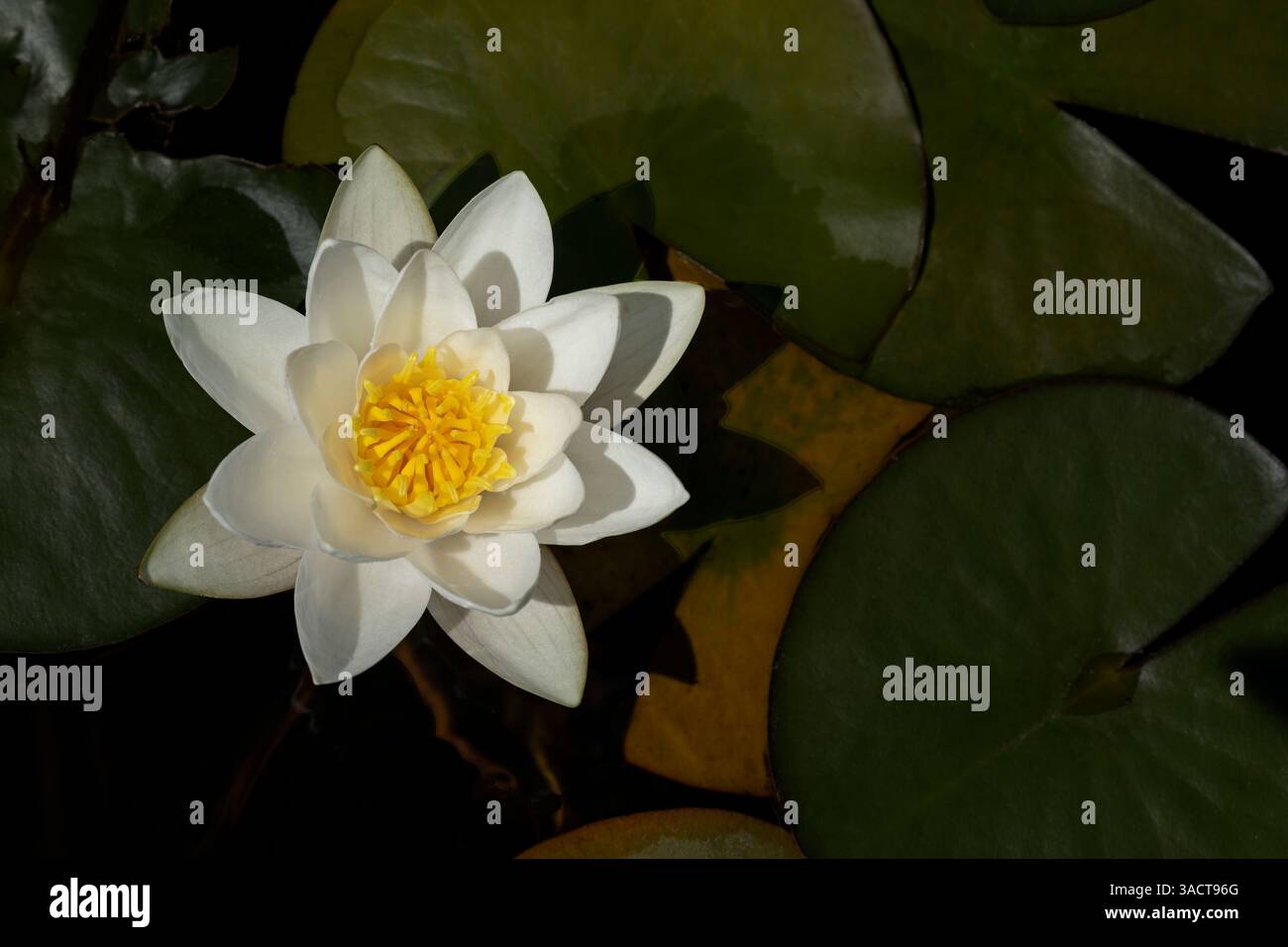 Single water lily (Nymphaea) in the pond Stock Photo - Alamy