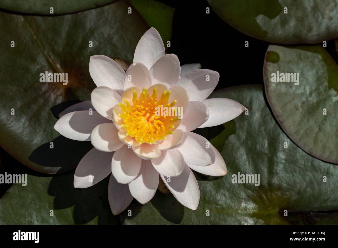 Single water lily (Nymphaea) in the pond Stock Photo - Alamy