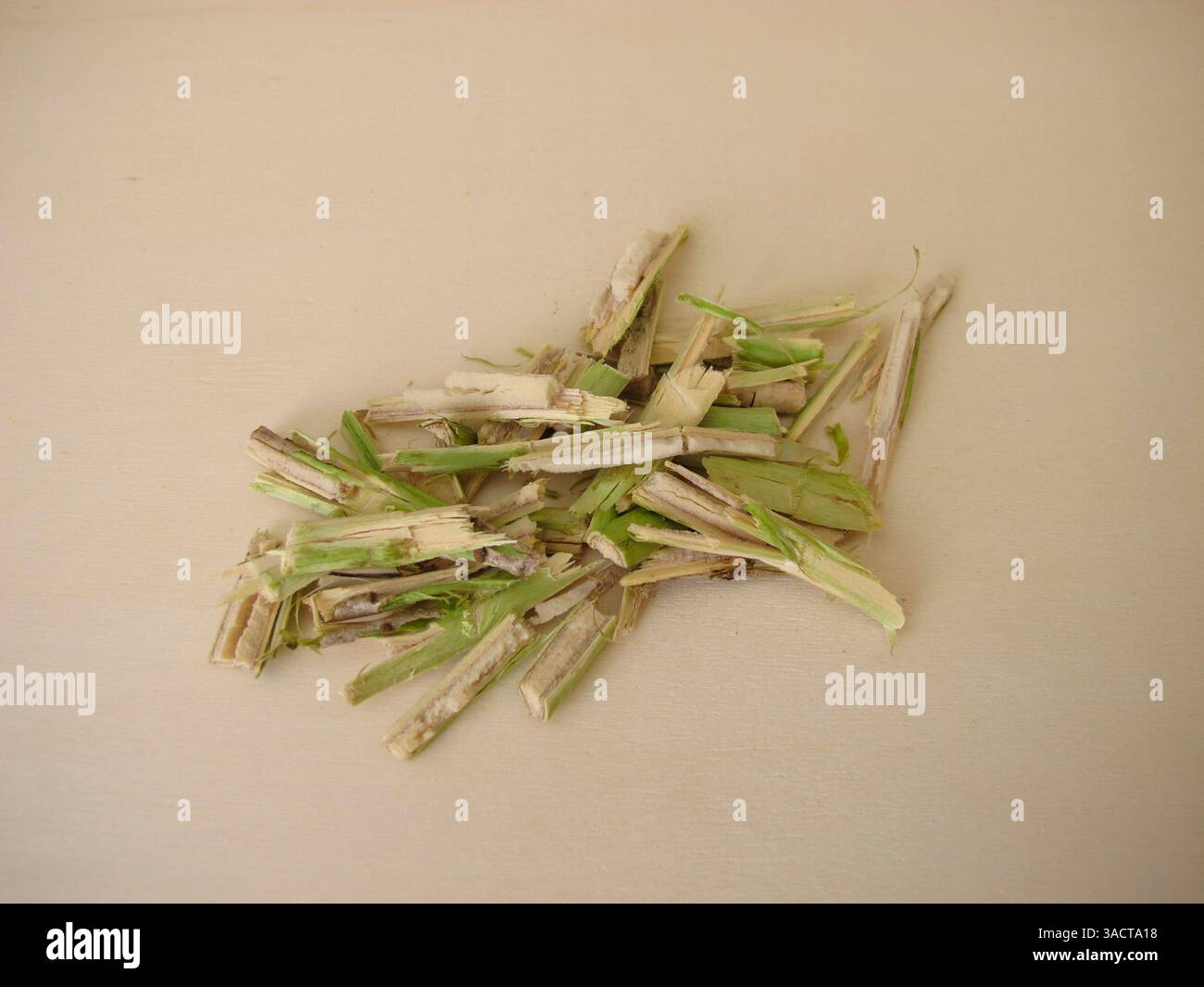 Cut young elder wood with elder pulp, wood from black elder, Sambucus ...