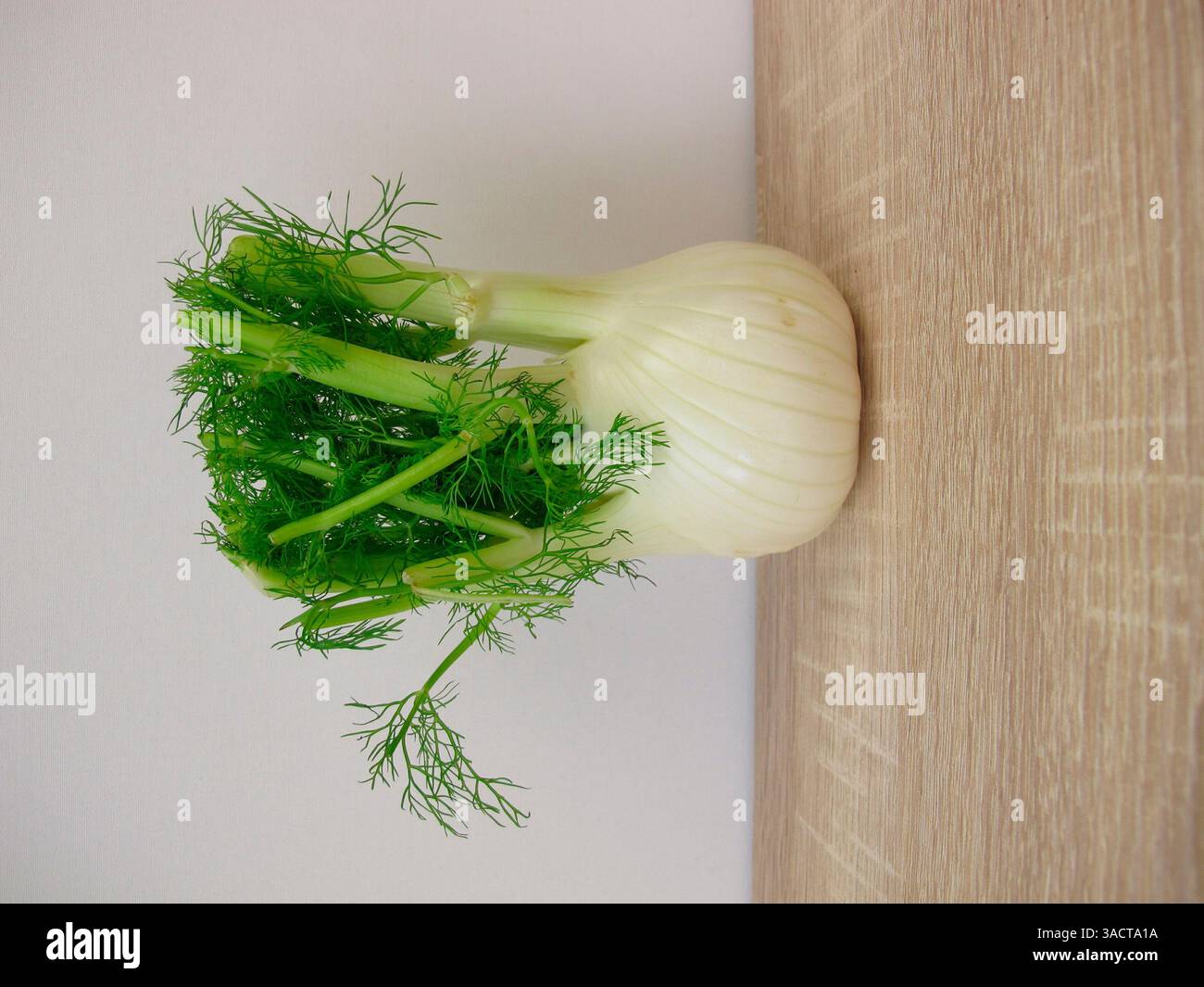 A fresh vegetable fennel with green leaves Stock Photo - Alamy