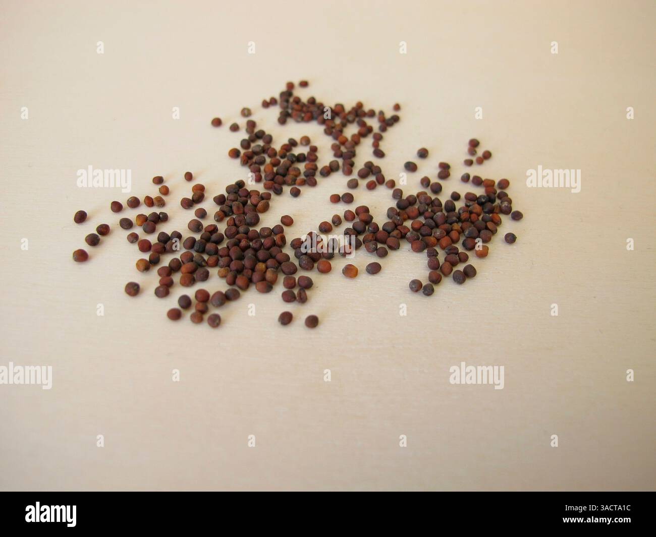 Cabbage seeds hi-res stock photography and images - Alamy