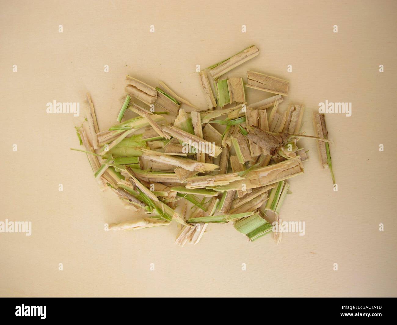 Cut young elder wood with elder pulp, wood from black elder, Sambucus ...