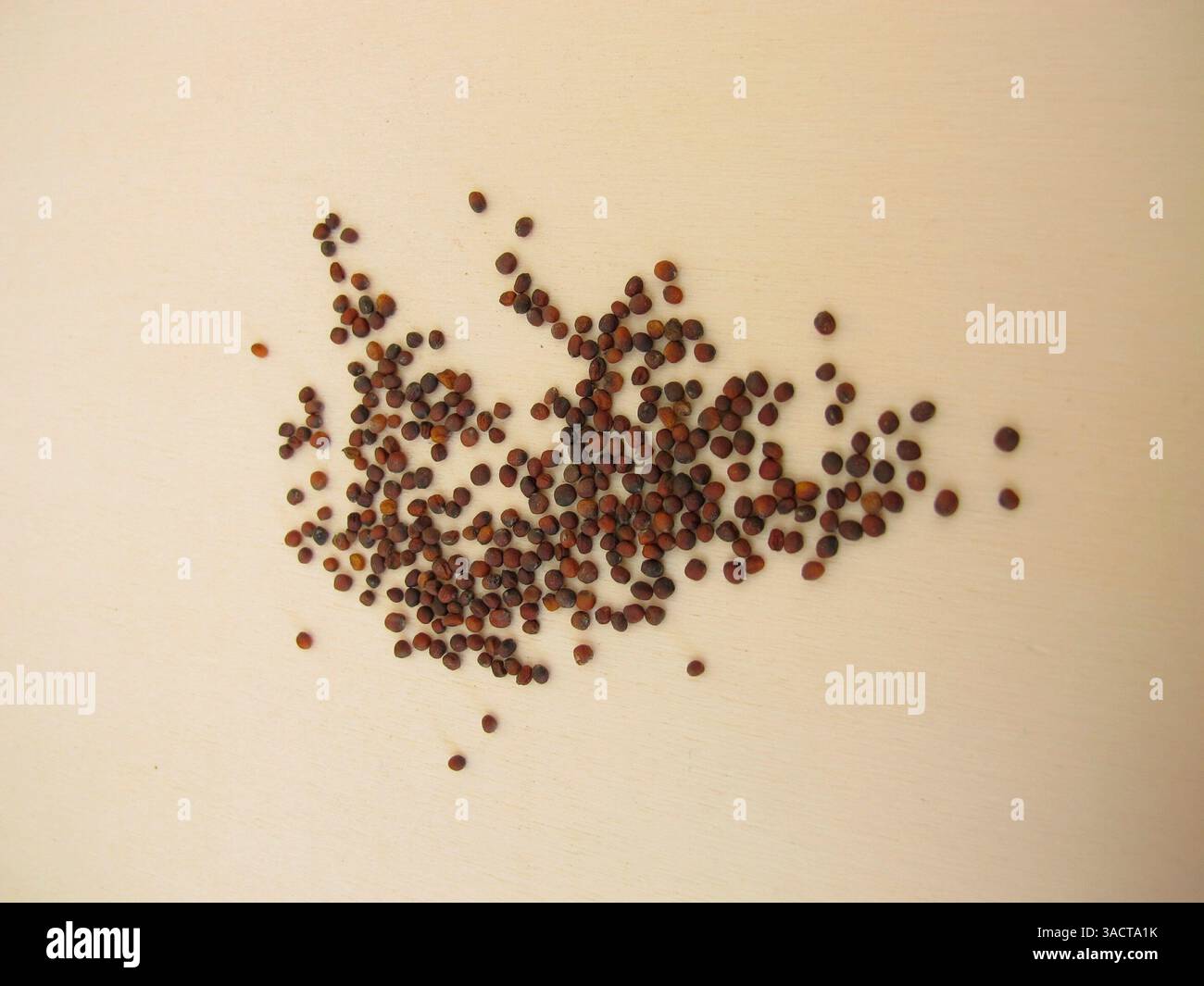 Close up seeds from hi-res stock photography and images - Alamy