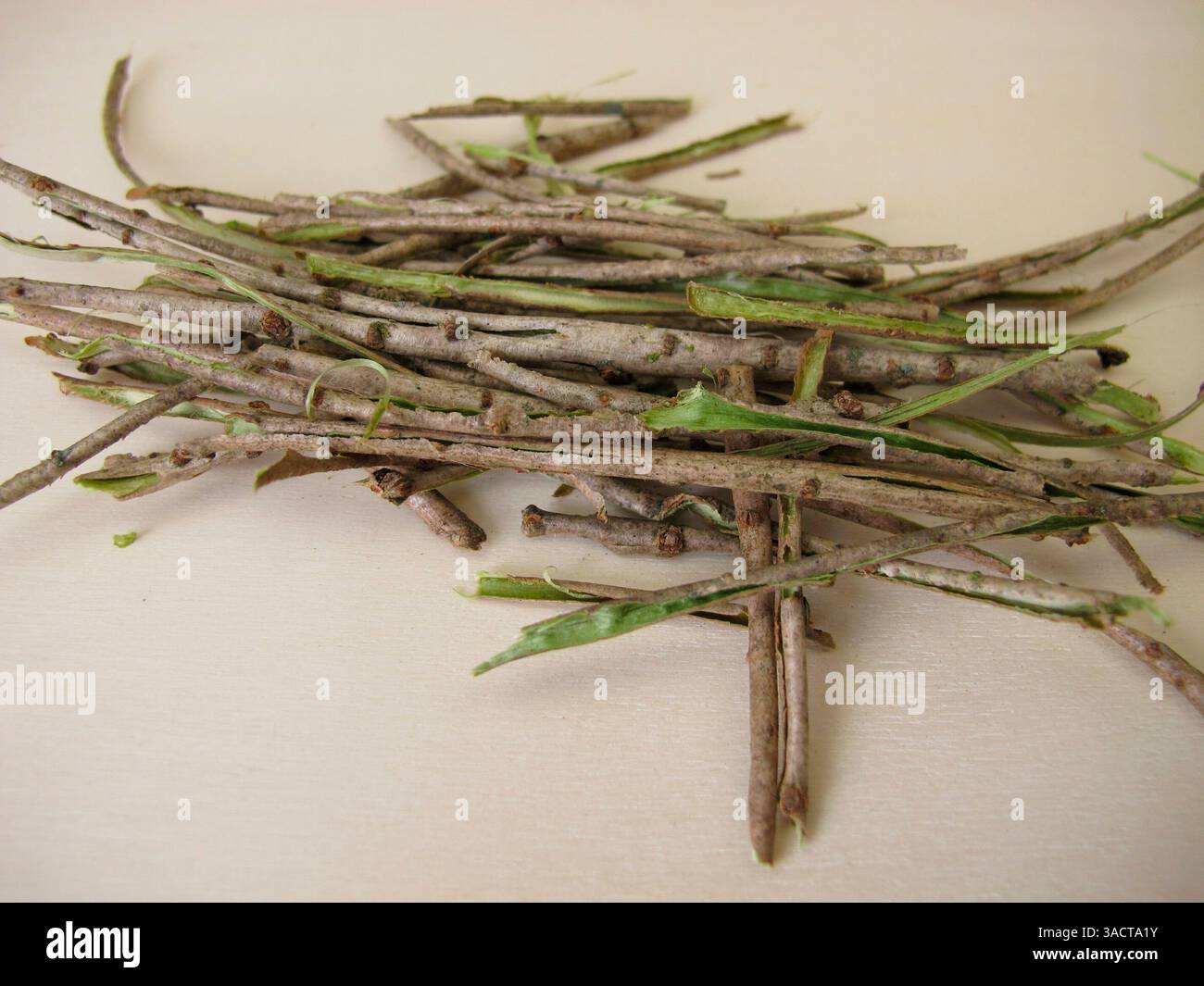 Elderberry bark: bark from the elderberry tree, Cortex Sambuci Stock ...