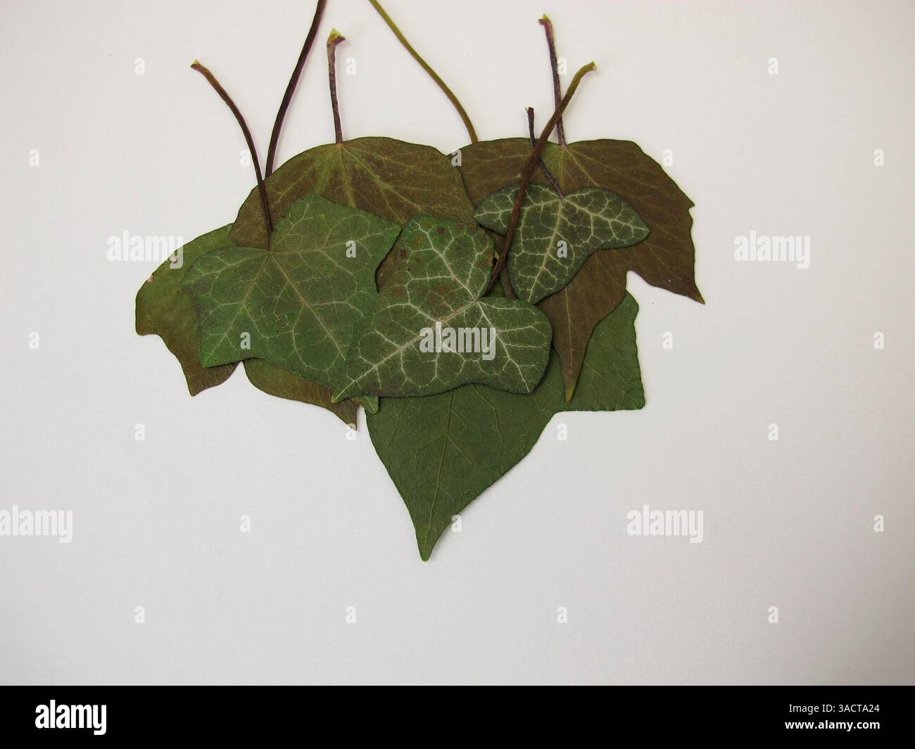 Pressed and preserved ivy leaves on paper Stock Photo - Alamy
