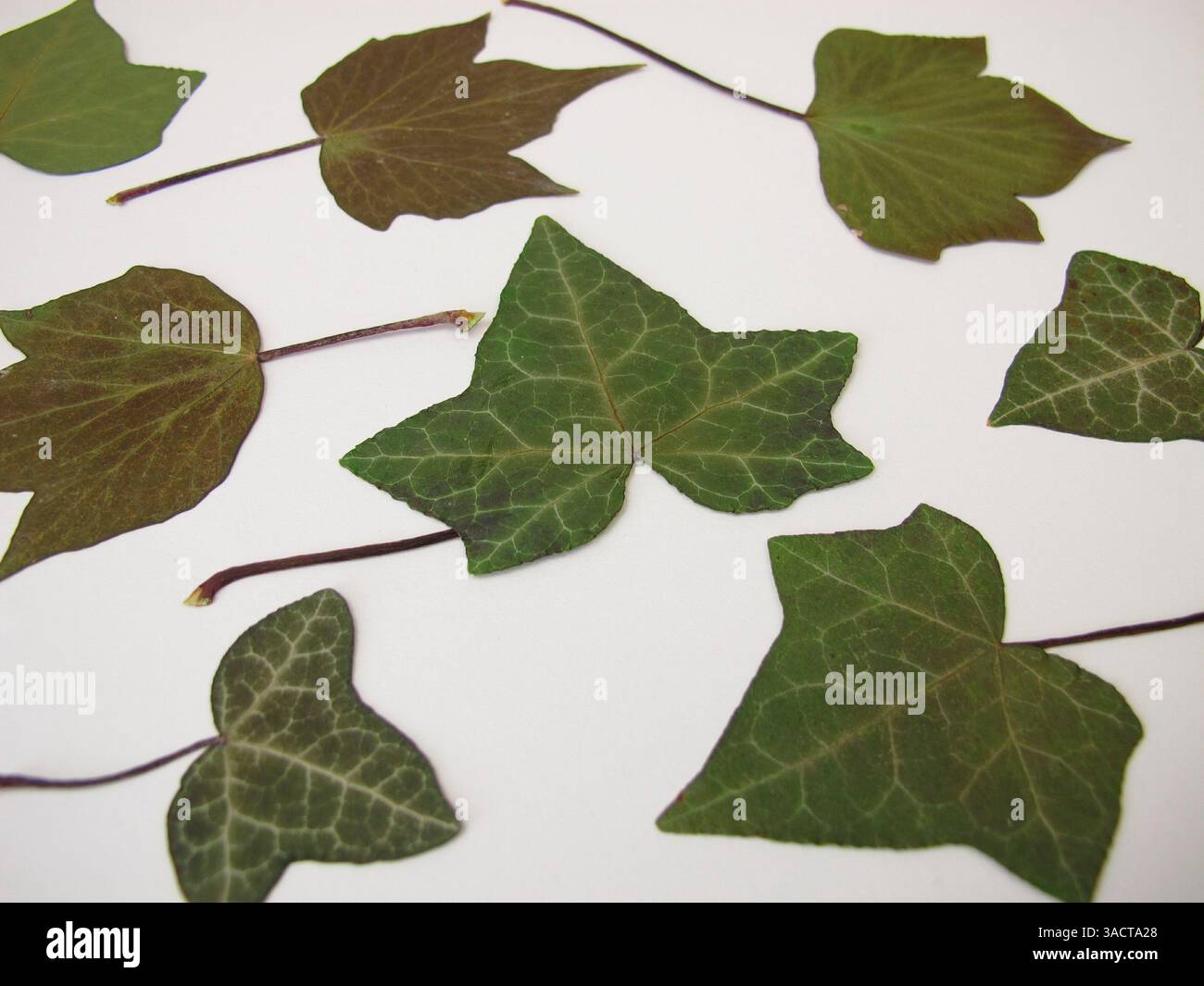 Pressed and preserved ivy leaves on paper Stock Photo - Alamy