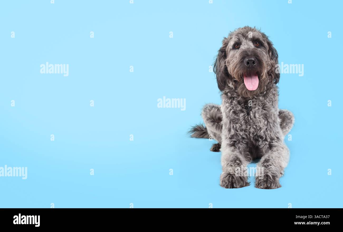 Large dog lying on blue background while looking at camera. Full body ...