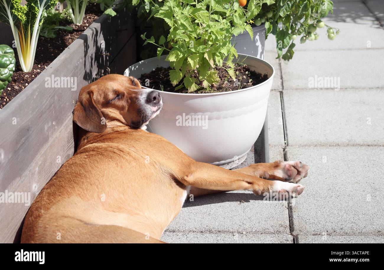 Relaxed dog sleeping in the sun on patio or deck. Funny puppy dog ...