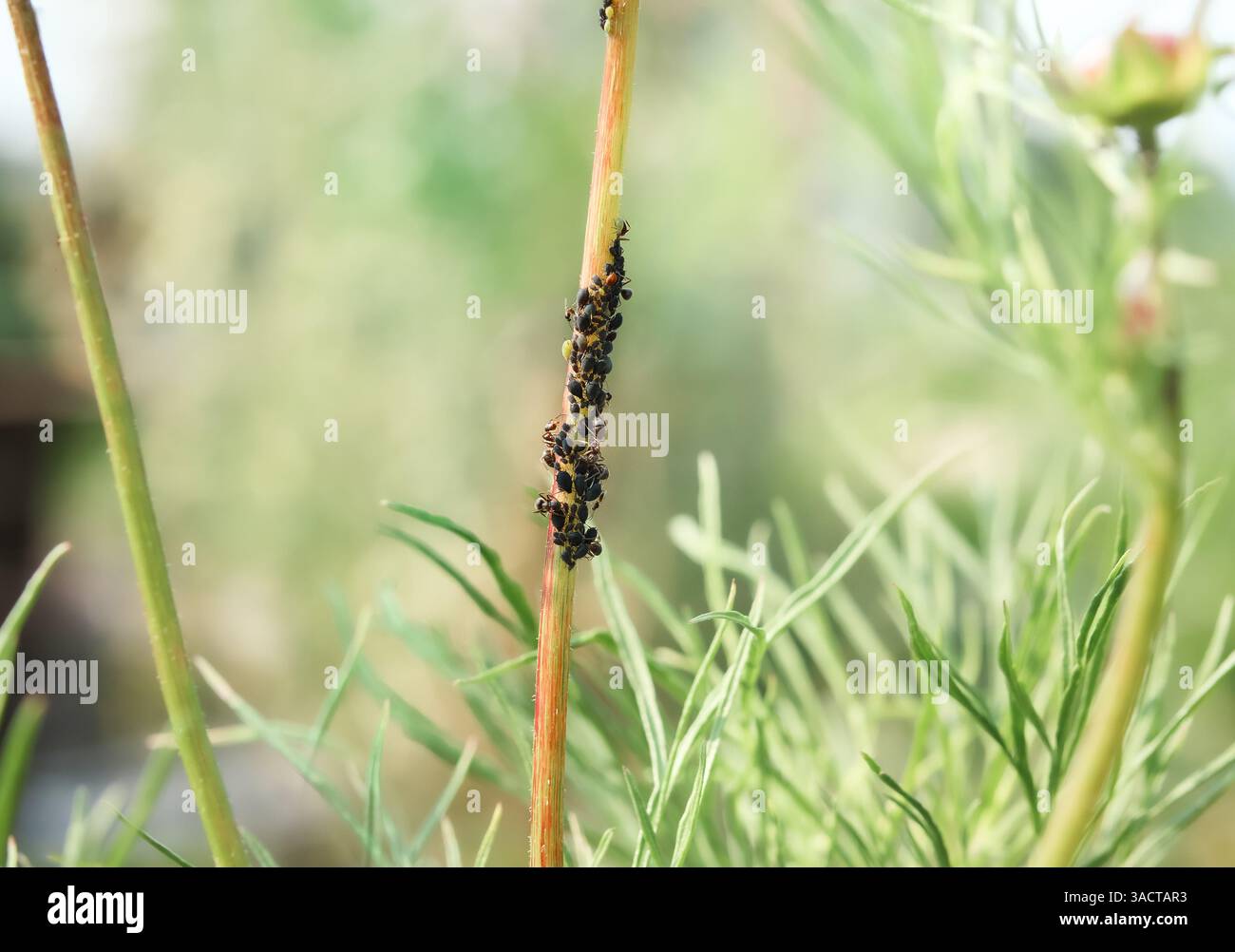 Farmer ants and aphid herd on peony flower stem with defocused plant ...