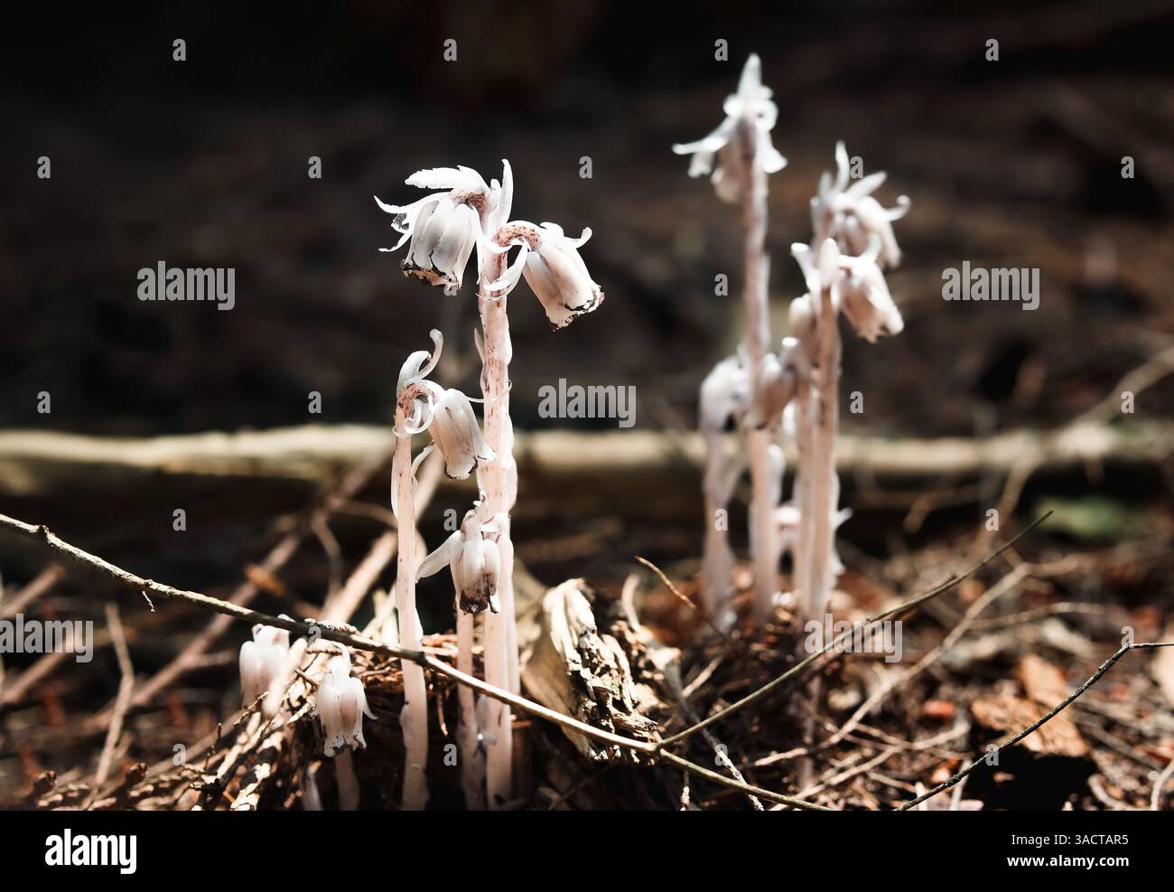 Ghost plants growing on forest forest ground. Waxy white non-photosynthetic forest flower. Known ...