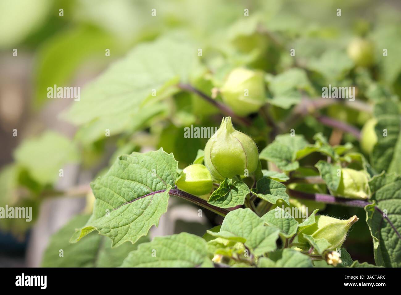 Ground cherry in summer garden, close up. Aunt Molly’s ground cherry ...