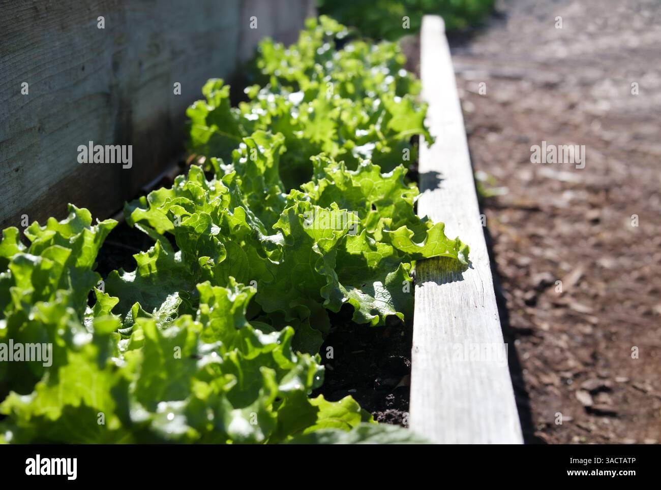 Lettuce plants ready to harvest growing in raised garden bed. Low angle ...