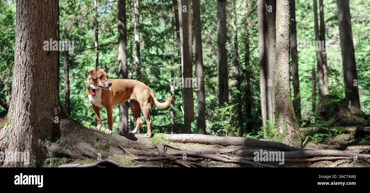 Backlit dog in forest with bear bell. Cute dog standing on large roots ...