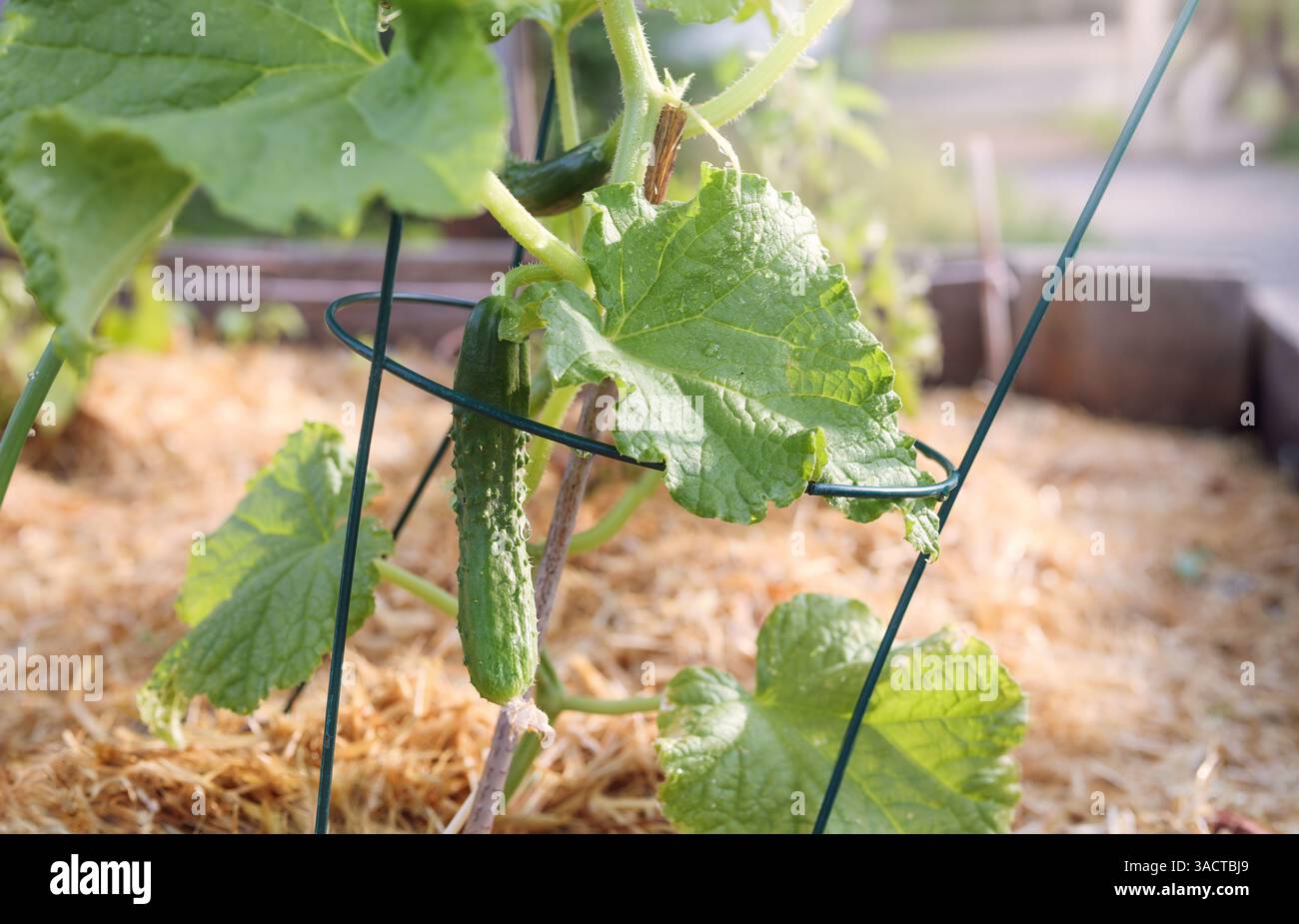 Cucumber on plant in garden with straw mulch on a sunny day. Small ...