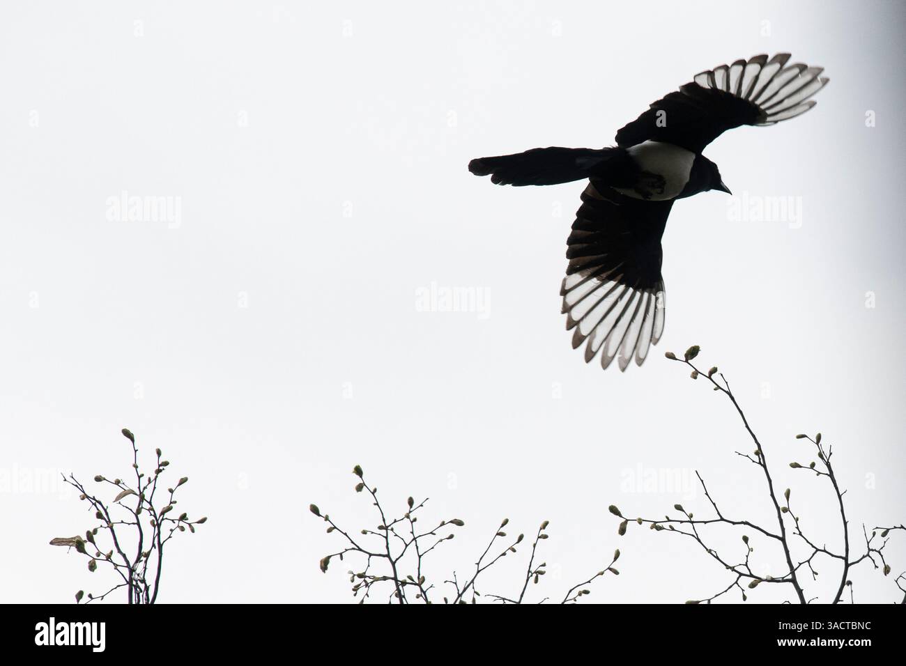 Magpies in the garden hi-res stock photography and images - Alamy