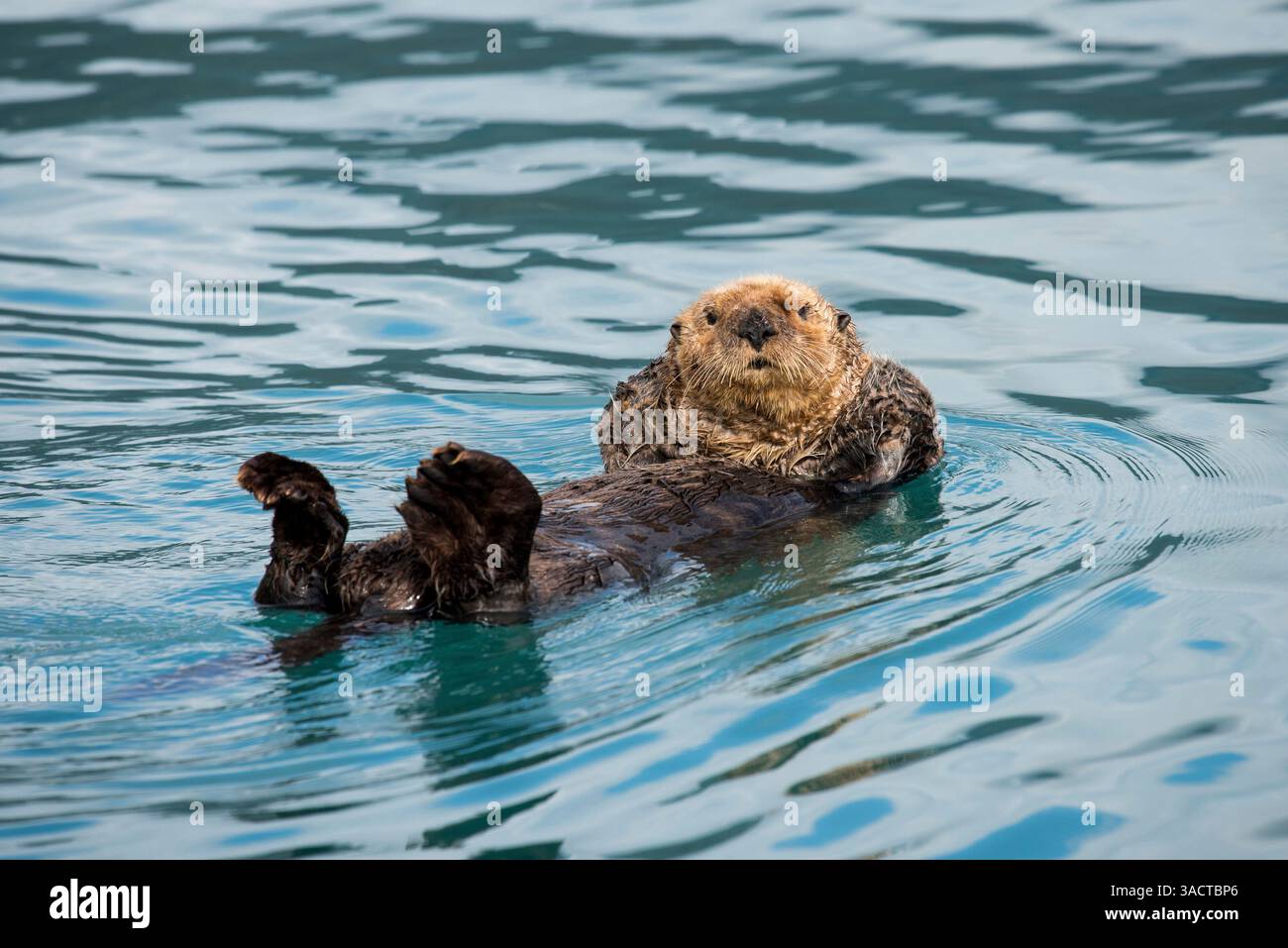 Relaxed sea otter floating on its back Stock Photo - Alamy
