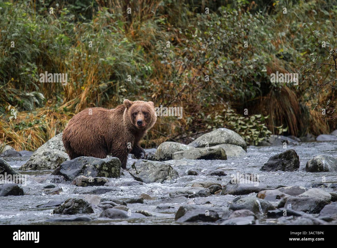 Grizzly bear standing in the stream bed Stock Photo - Alamy