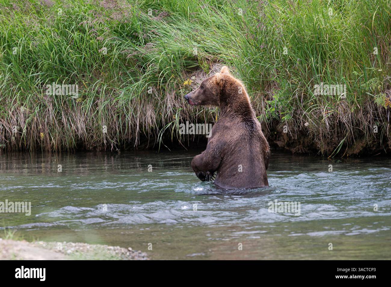 On the lookout and in search of salmon - grizzly bear standing in the ...