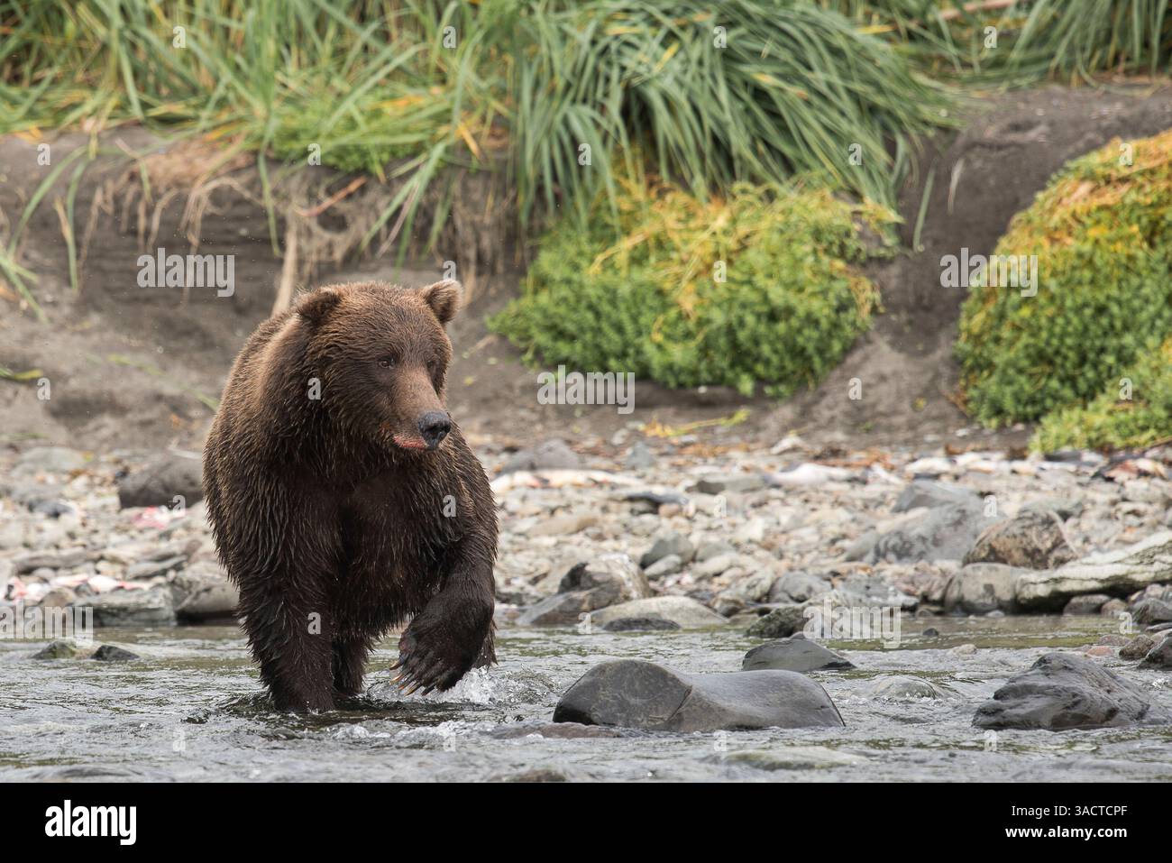 Grizzly bear foraging in a stream Stock Photo - Alamy