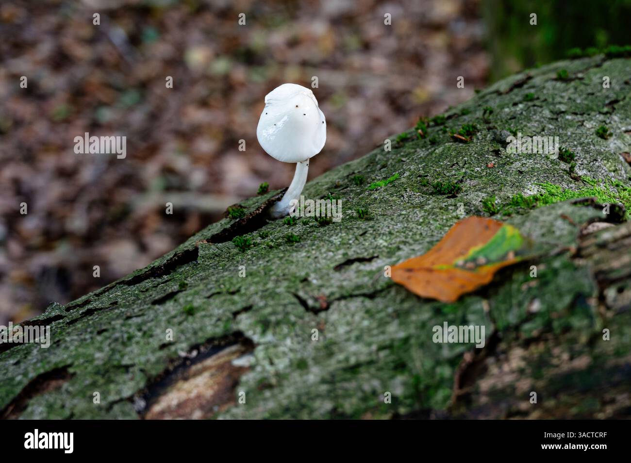 Dead tree trunk white hi-res stock photography and images - Alamy