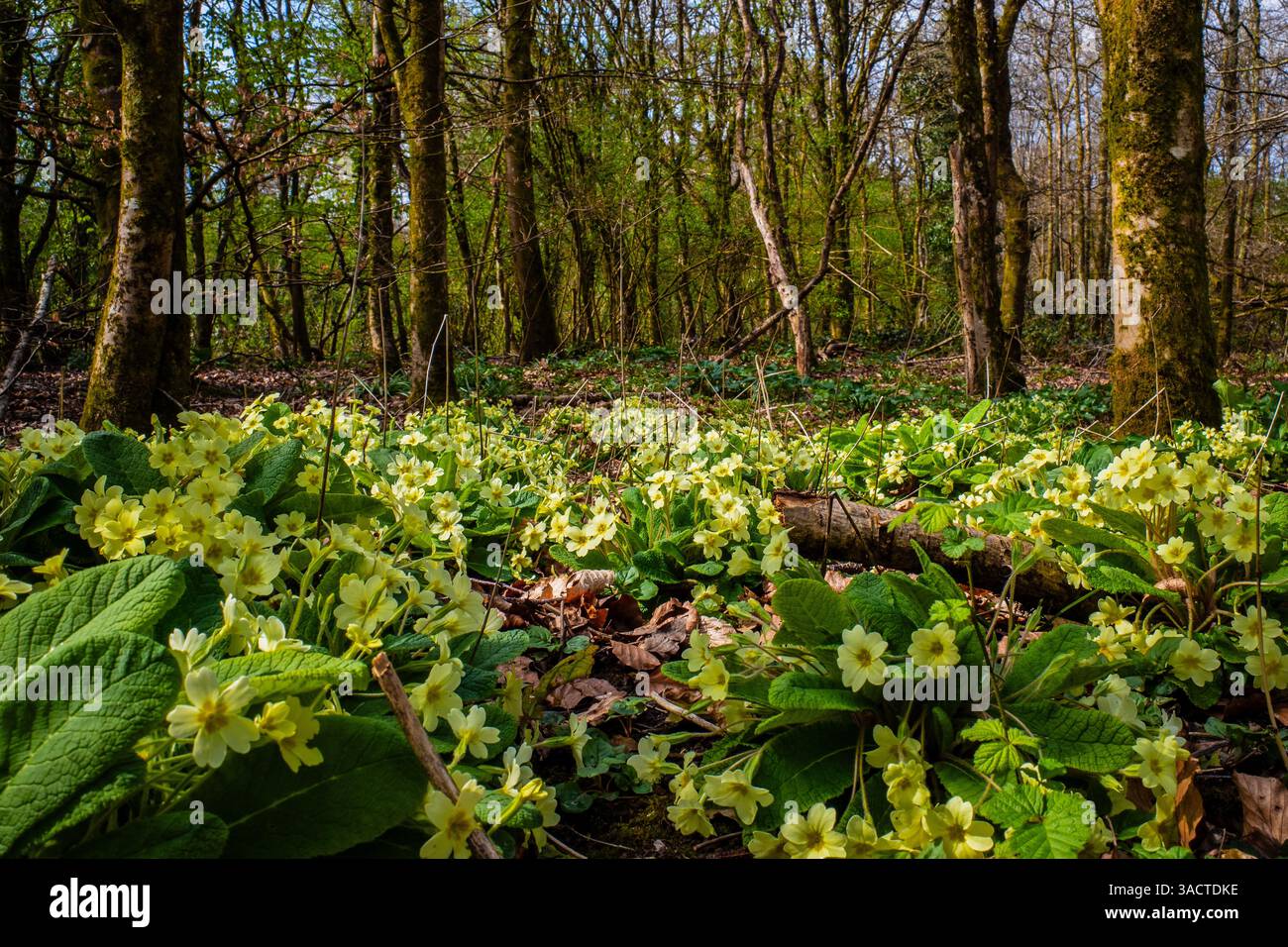 Carpet of common yellow primrose in Welsh woodland at Springtime. Low ...