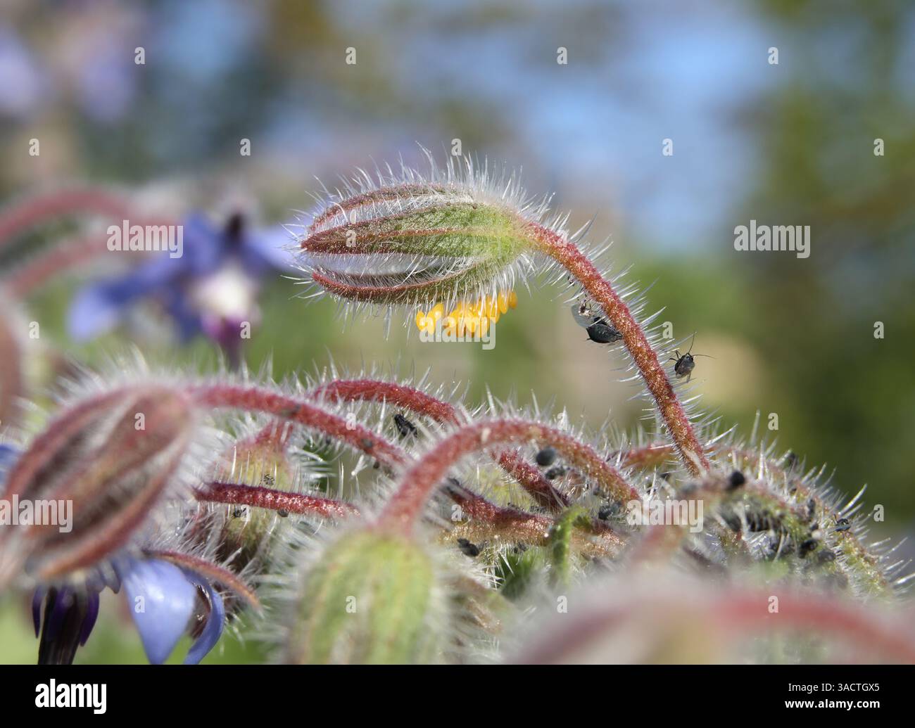 Ladybug eggs on flower infested with aphids. Group of yellow oval ...