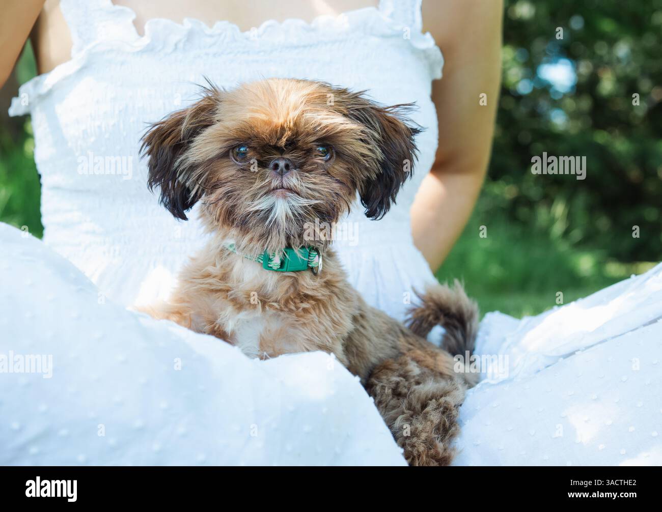 Small puppy dog sitting in owners lap in park. Cute fluffy dog with ...