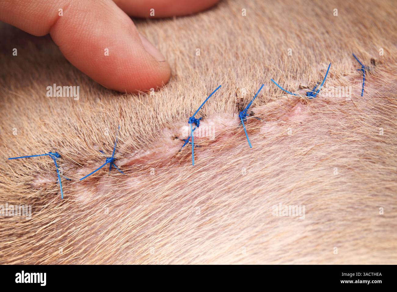 Dog bite wound hi-res stock photography and images - Alamy