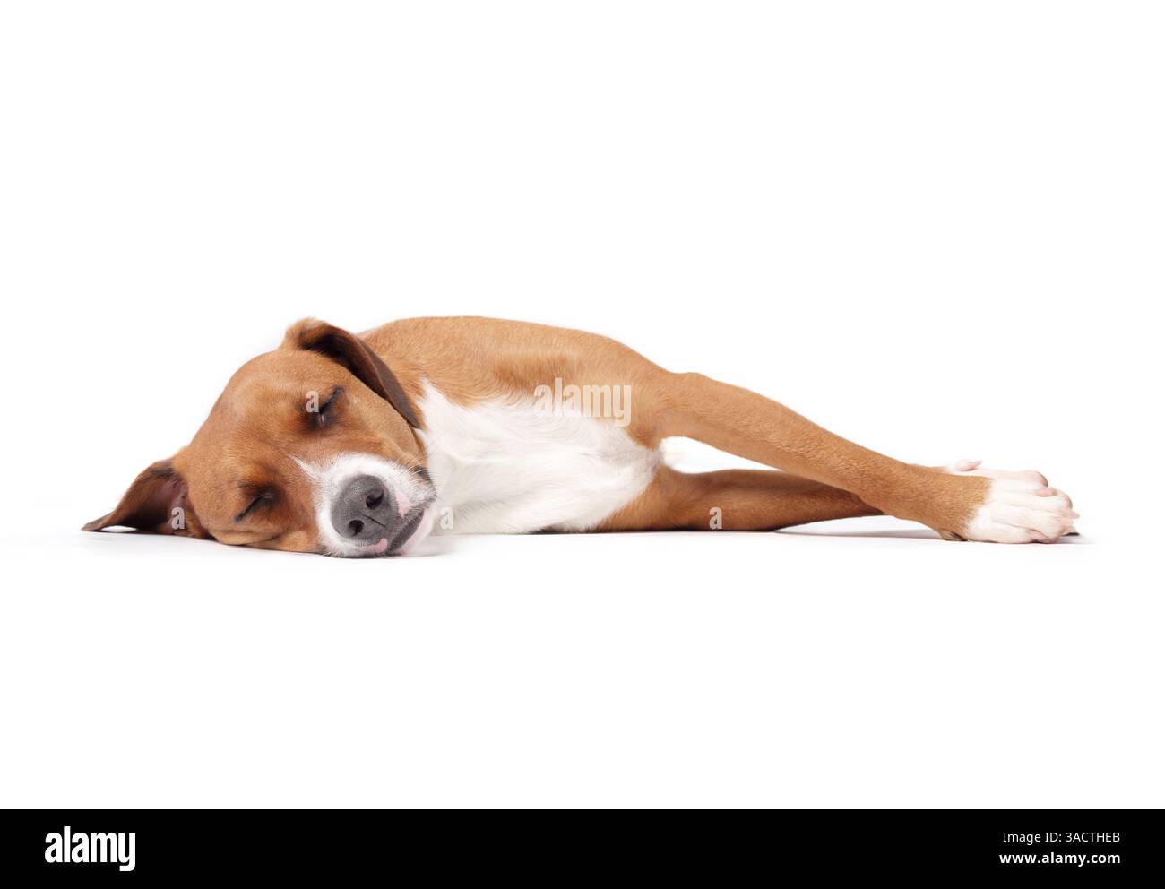 Relaxed dog lying sideways. Tired cute puppy dog with stretched out ...