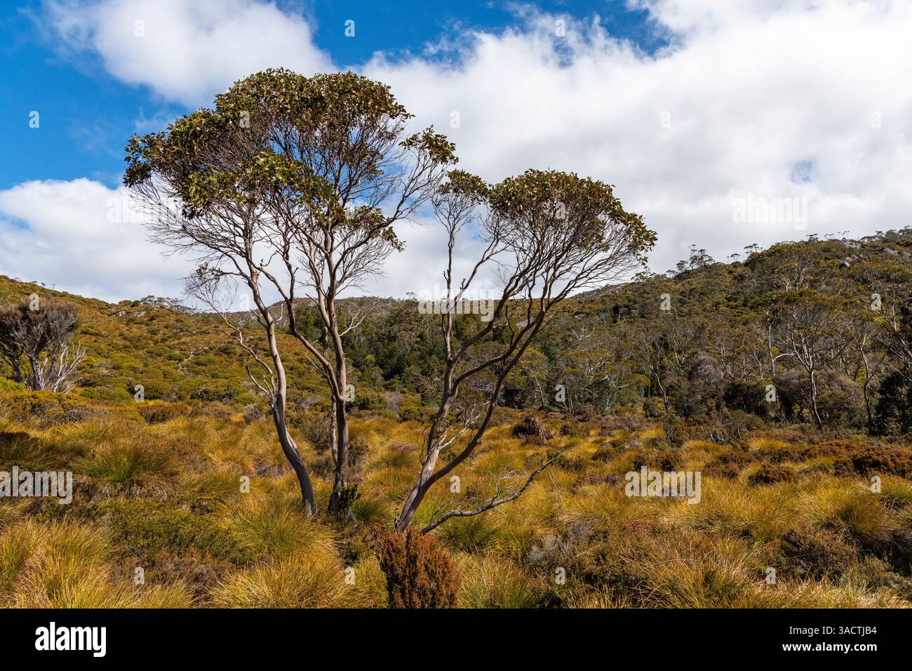 Cradle Mountain Lake St Clair National Park is a national park in the ...