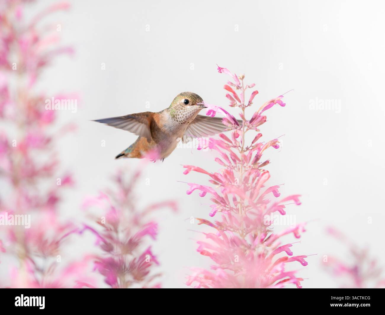 Female rufous hummingbird in flight, east mountain backyard, New Mexico ...