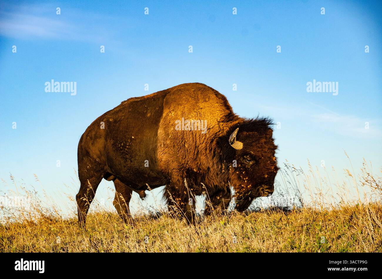 USA, South Dakota, Wall, Badlands National Park, North American Bison ...