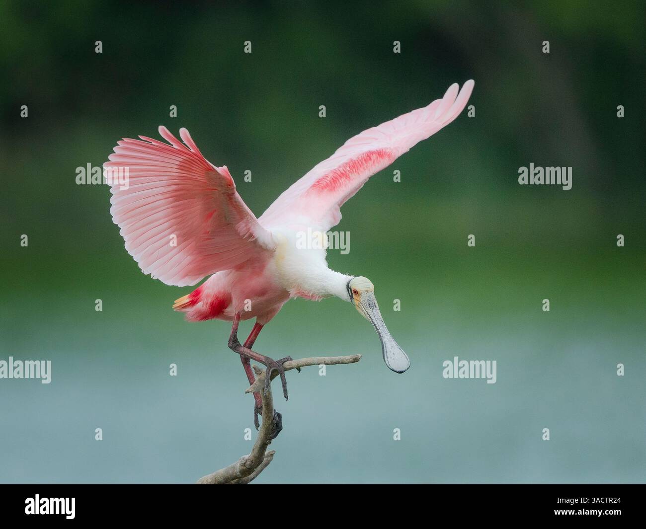 Roseate spoonbill balancing act, Smith Oaks Sanctuary, Bolivar ...