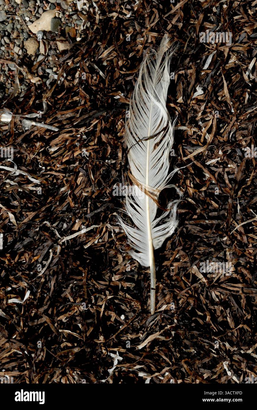 White feather on dried seaweed on the beach Stock Photo - Alamy