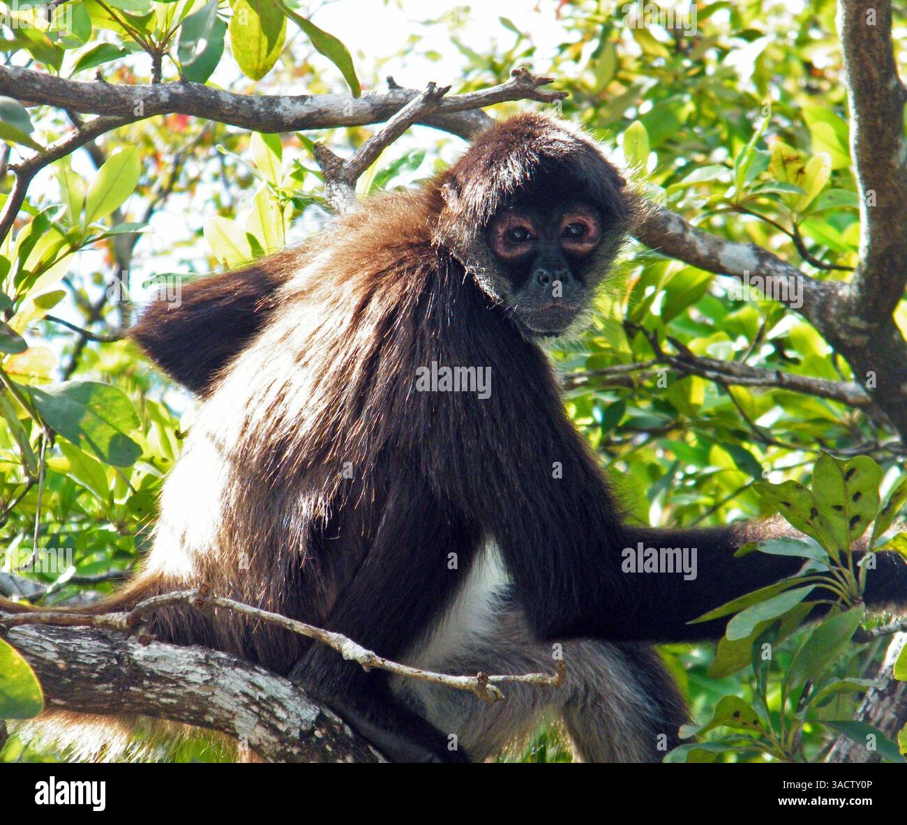 Jan. 6, 2012 - BLZ - A spider monkey checks out tourists on the New ...