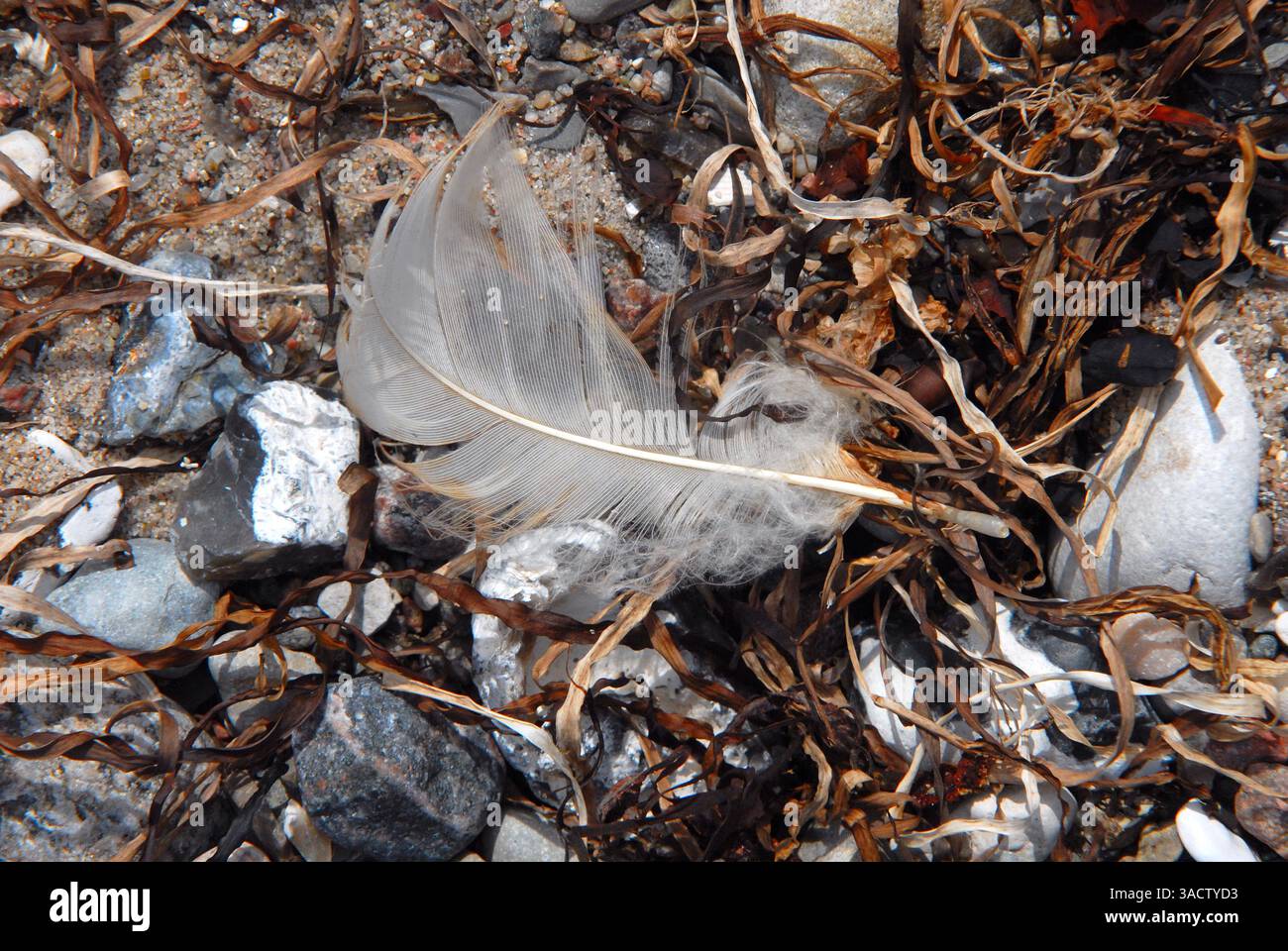 White feather on dried seaweed and pebbles on the beach Stock Photo - Alamy