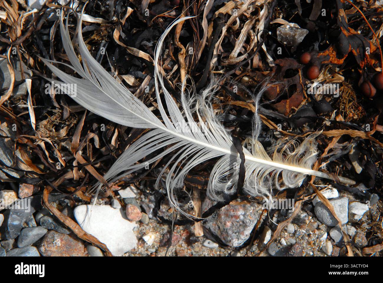 White feather on dried seaweed and pebbles on the beach Stock Photo - Alamy