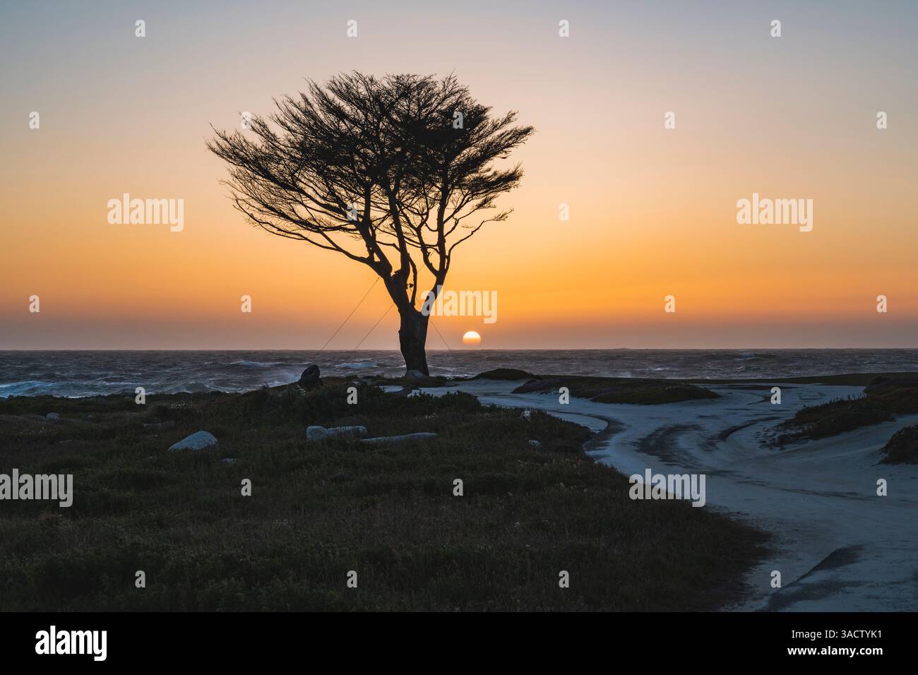Tree, 17 Mile Drive, Monterey, USA, California Stock Photo - Alamy