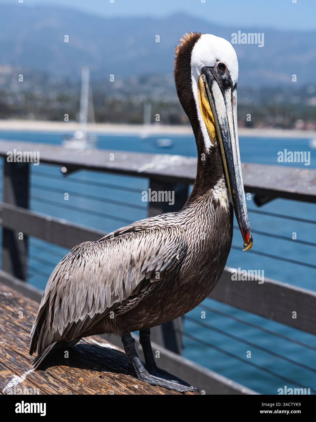 Pelican, Pelecanidae, Santa Barbara Pier, USA, California Stock Photo ...