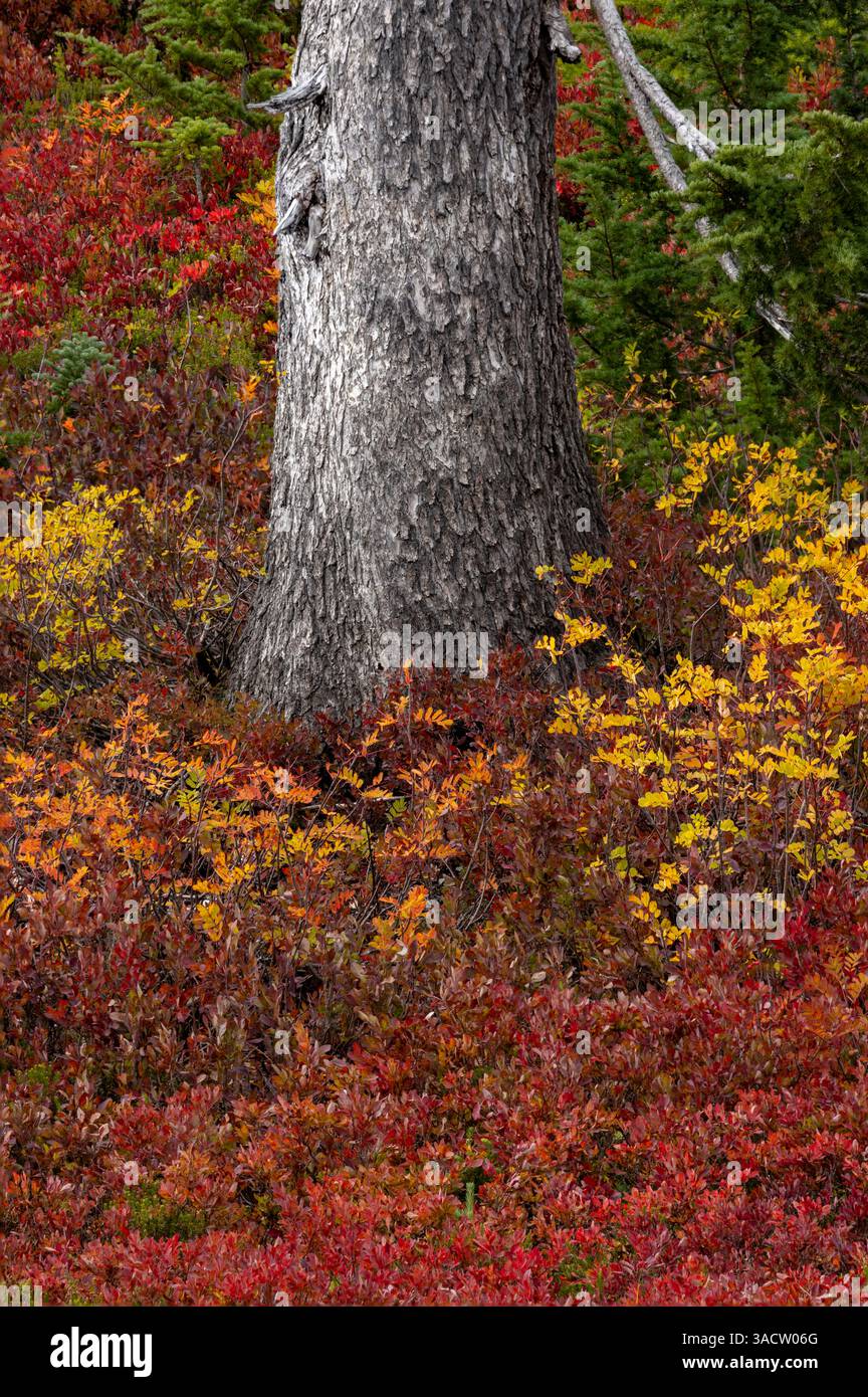 Huckleberry bushes and mountain ash in autumn hues in Mount Rainier ...