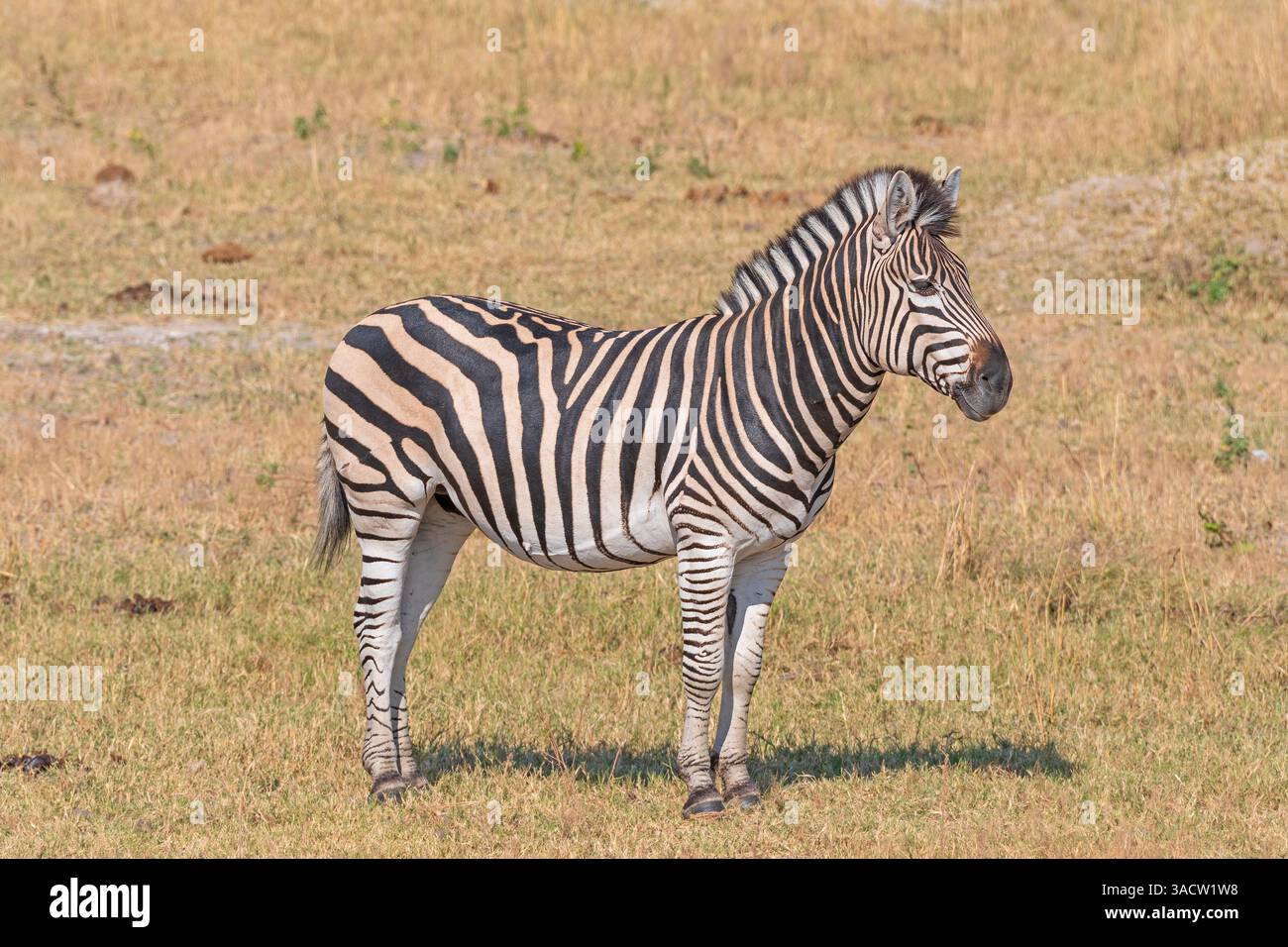 Plains Zebra in the Savanna in Hwange National Park in Zimbabwe Stock ...