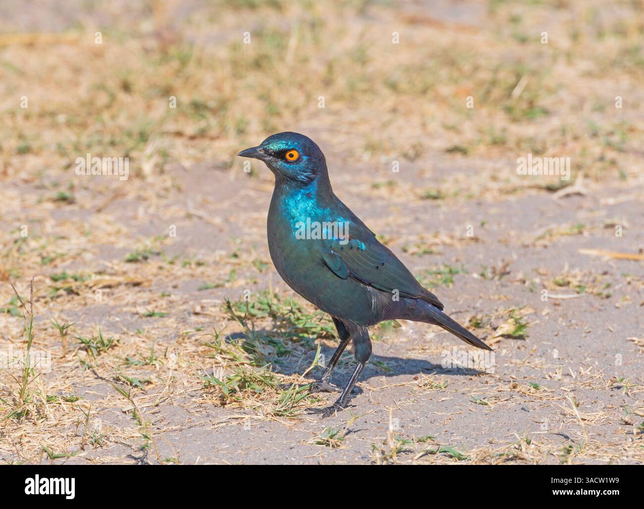 Cape Starling in the Savannah in Hwange National Park in Zimbabwe Stock ...