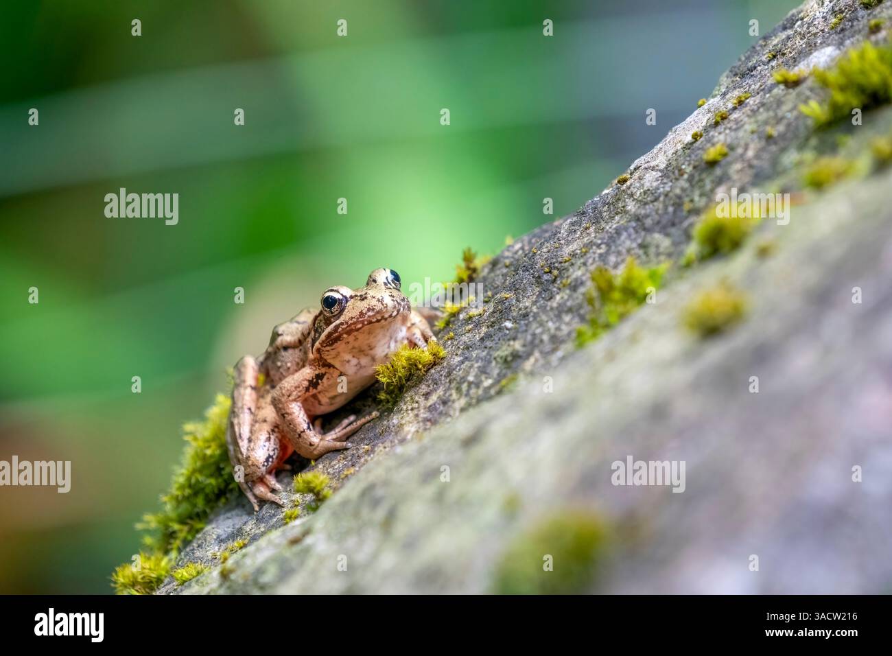 Washington state amphibian hi-res stock photography and images - Alamy