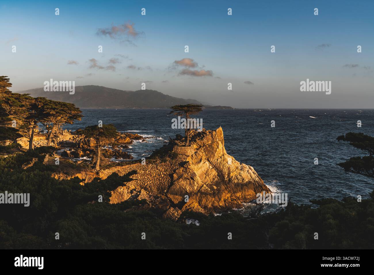 A monterey cypress tree in pebble beach hi-res stock photography and ...