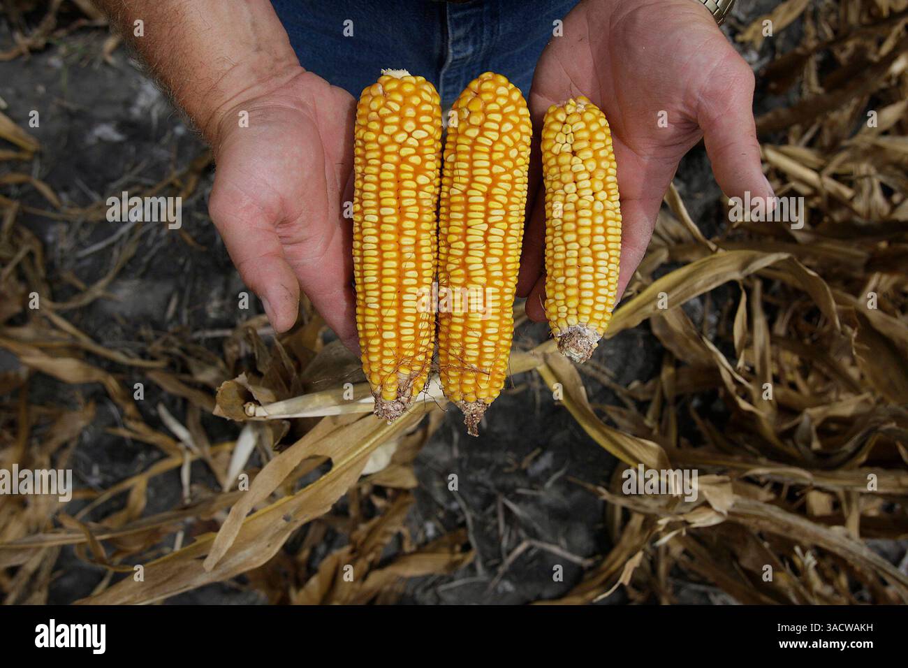 12826655 nb civic center 40 jpg hi-res stock photography and images - Alamy