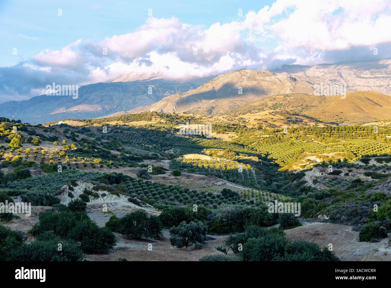 Messara plain, olive trees, Ida Mountains, Greek island, Crete, Greece ...