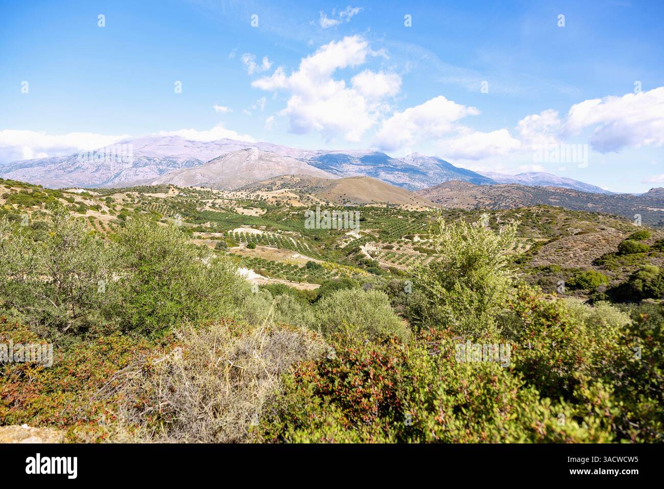 Messara plain, olive trees, Ida Mountains, Greek island, Crete, Greece ...