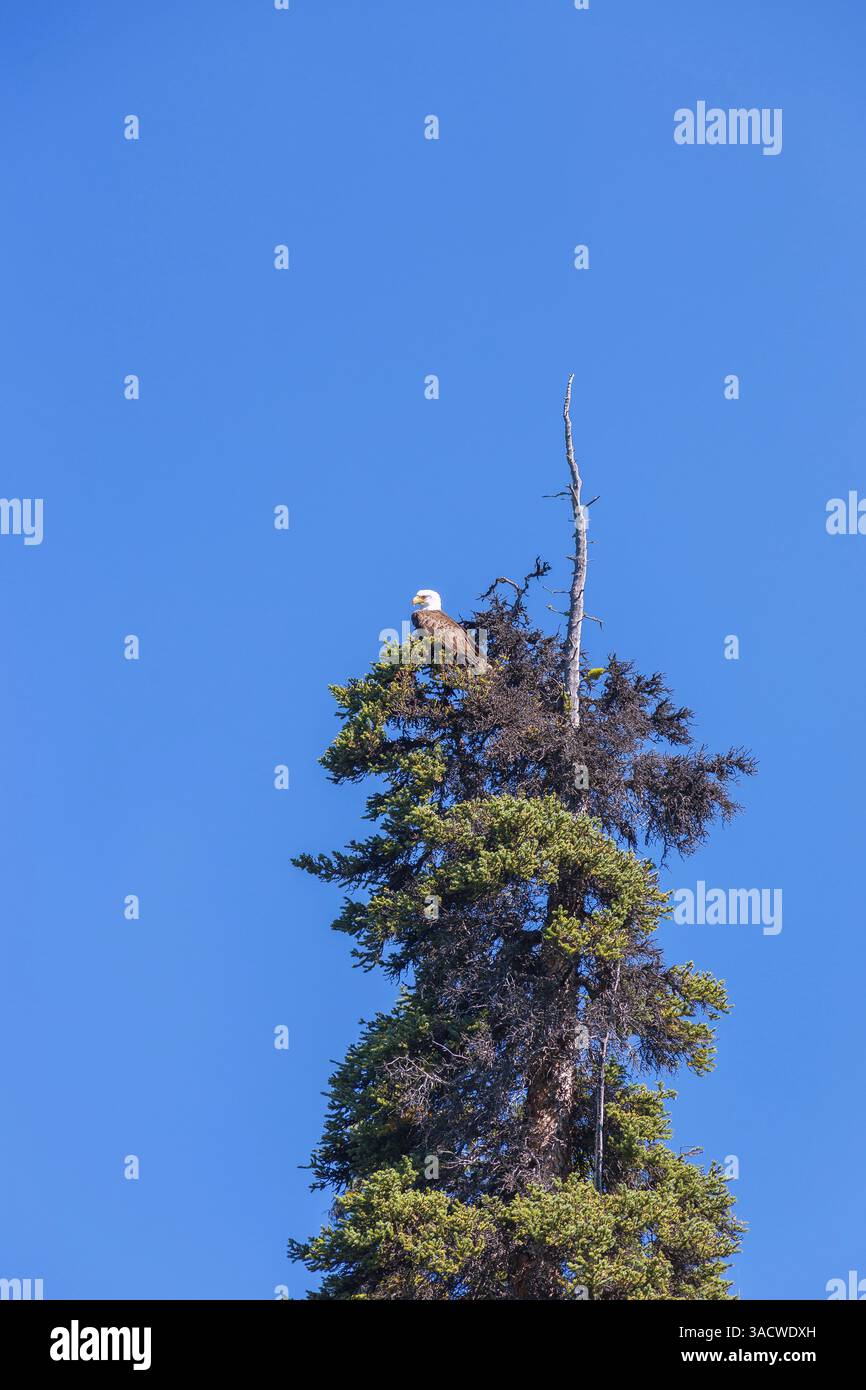 Jasper National Park, Bald Eagle, Alberta, Canada Stock Photo - Alamy